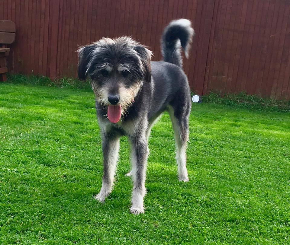 Ruby ** Rehomed
