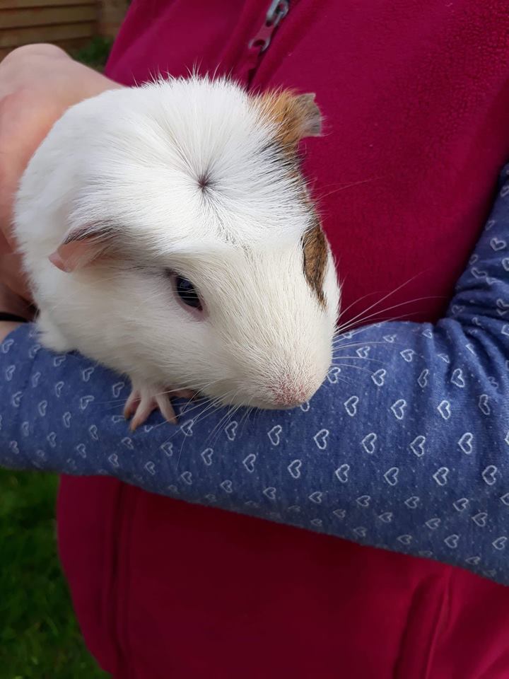 Douglas & Adam **Rehomed**