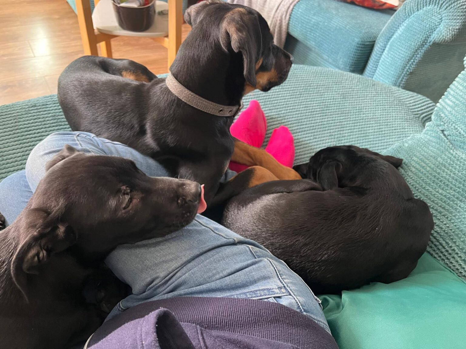 Puppies **Rehomed**