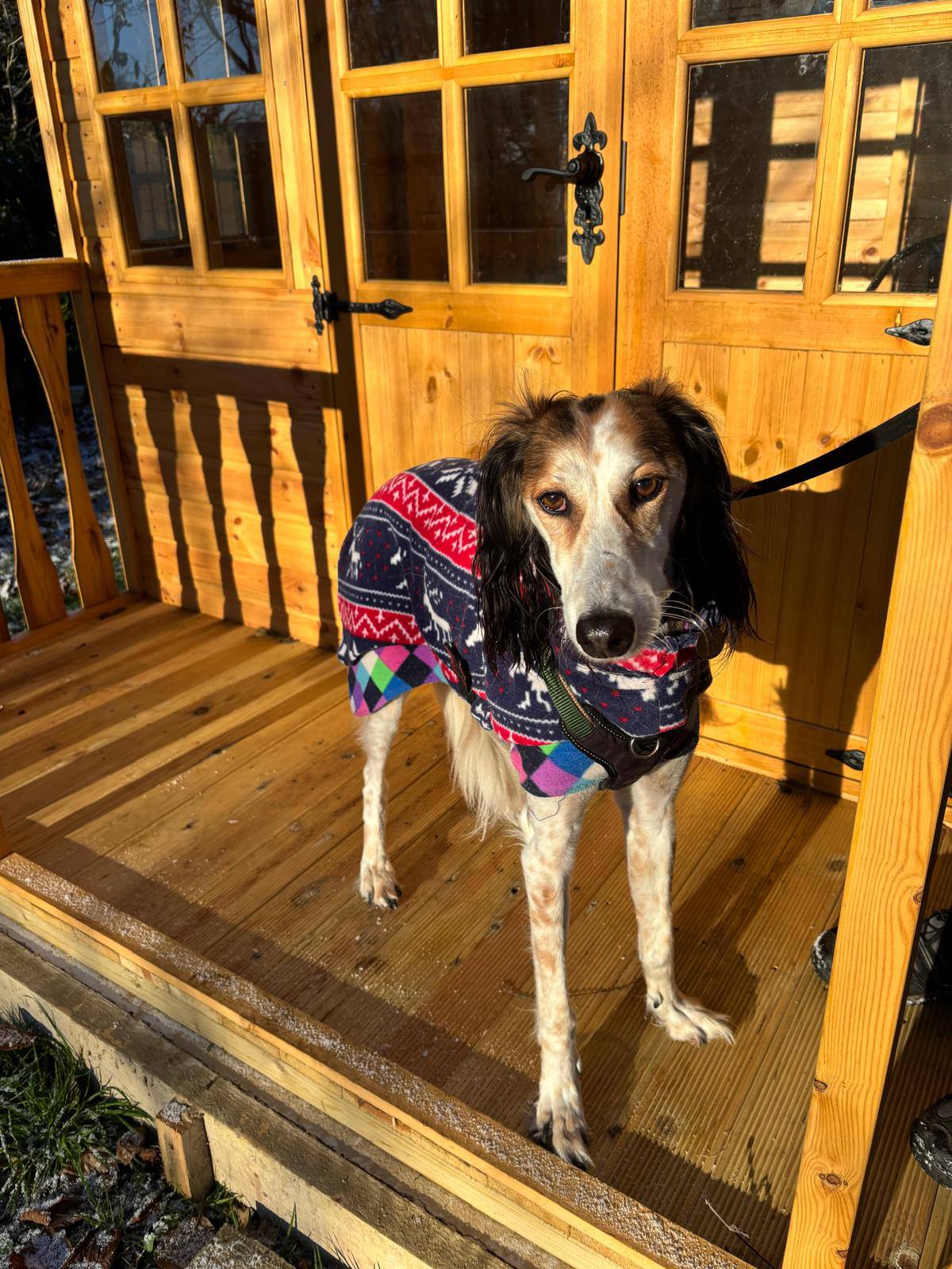 Daiquiri - 7 yr old Lurcher