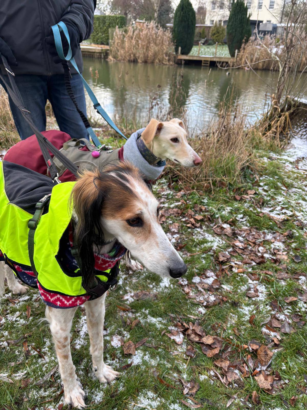 Daiquiri - 7 yr old Lurcher