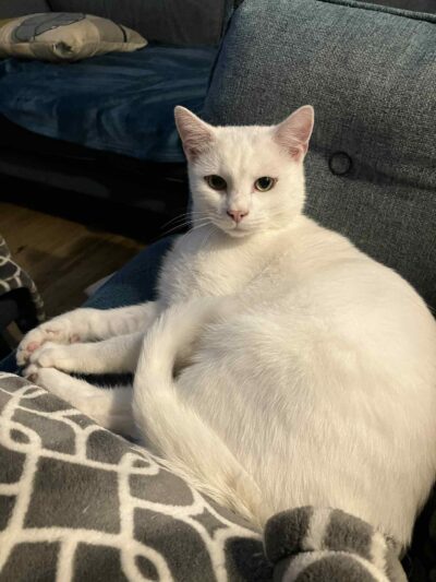 Diego Maradona **Rehomed**