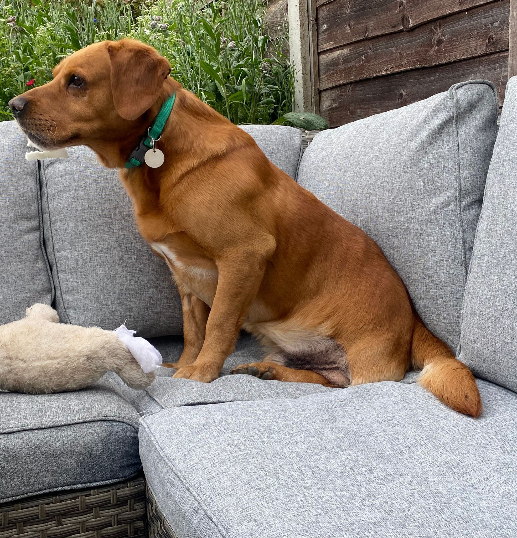 Kipper -**Rehomed**