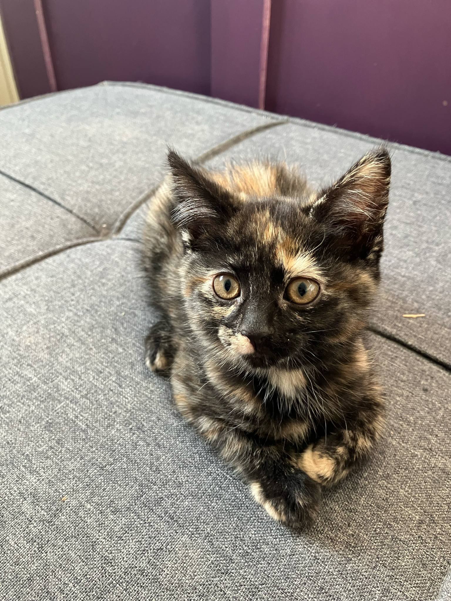 Kittens **Rehomed**