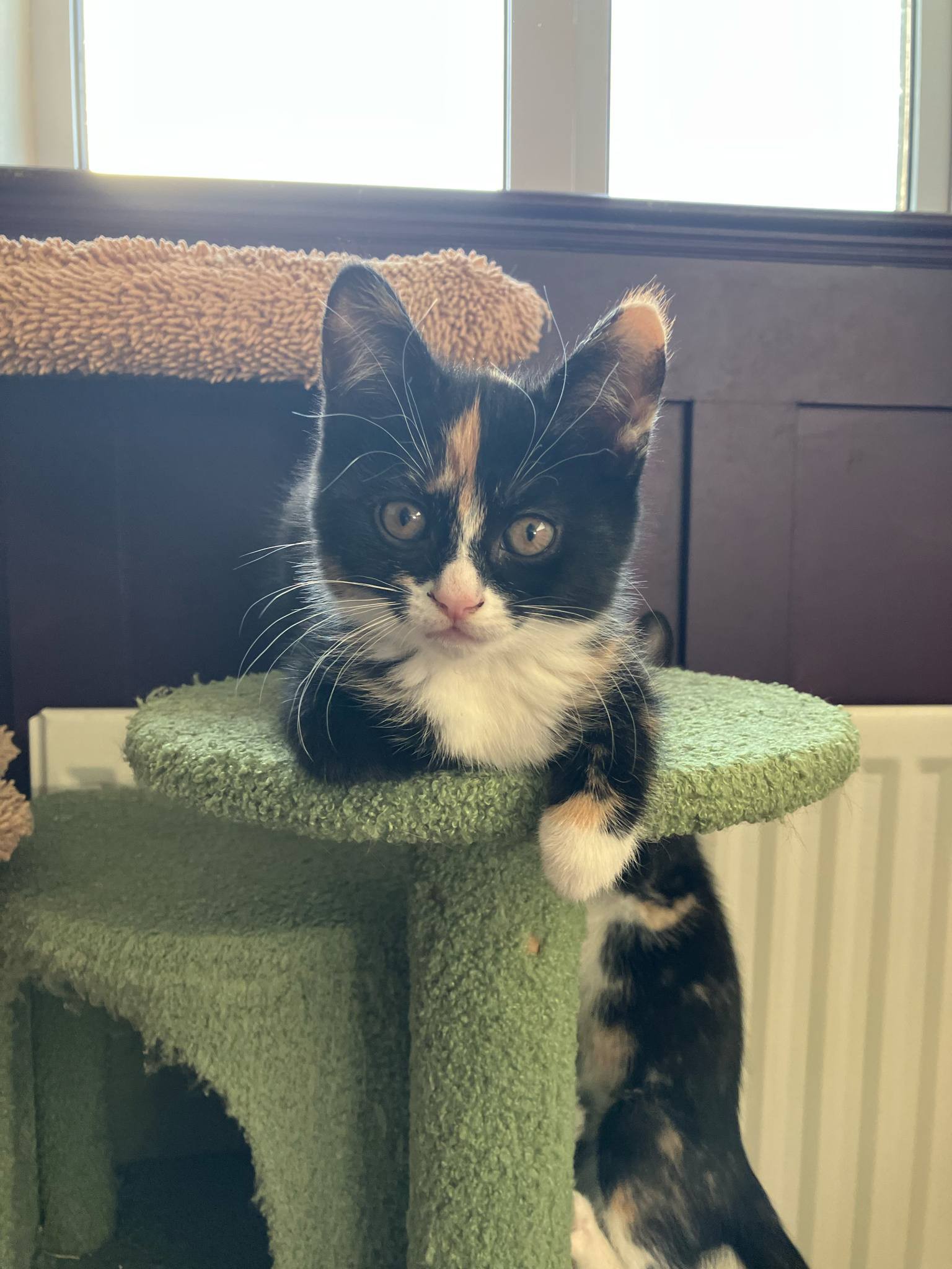 Kittens **Rehomed**