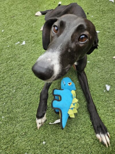 Kriss Akabusi **Rehomed**