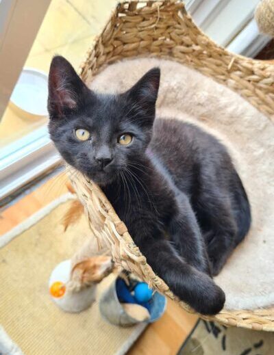 Mambo **Rehomed**