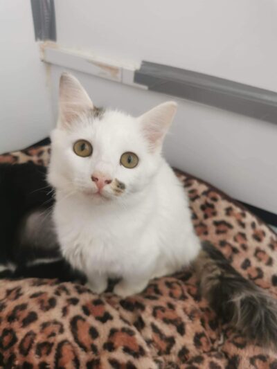 Mango and Chutney - **Rehomed**