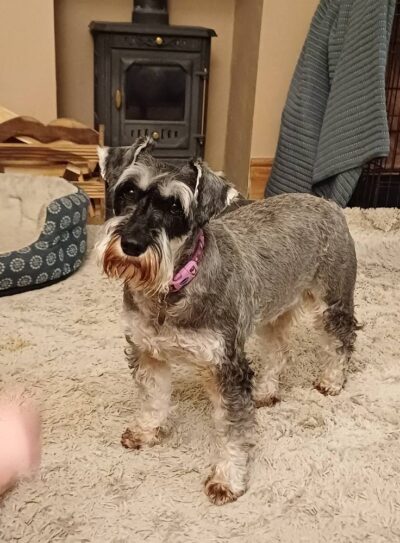 Quiggle -**Rehomed**