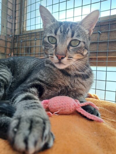 Rolex *Rehomed**
