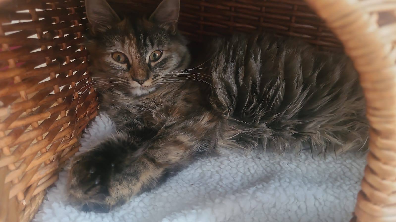 Serena **Rehomed**