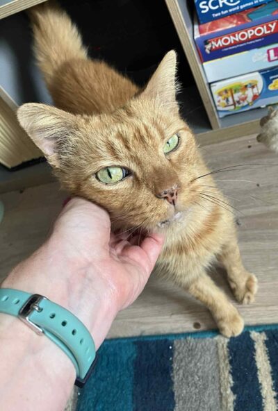 Shifu - 8 yr old Cat